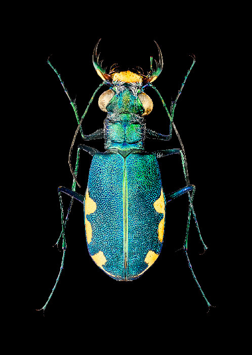 coleoptera-beetles.com