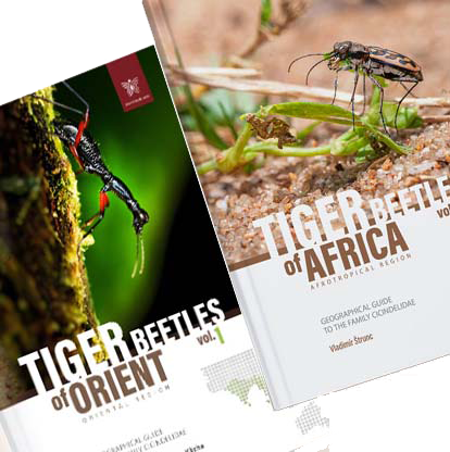 The Tiger Beetles Bundle :: coleoptera-beetles.com